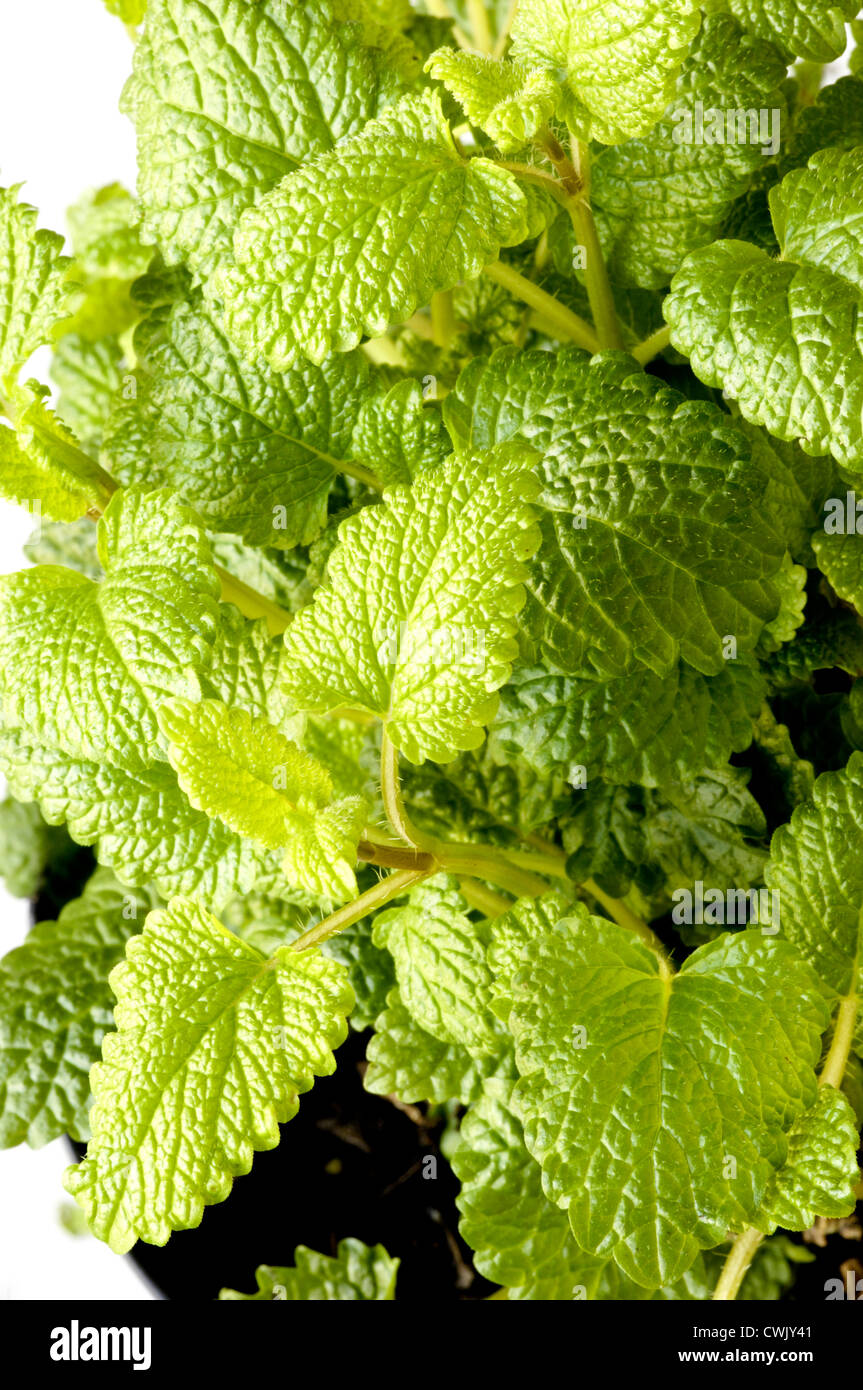 Melissa Flower High Resolution Stock Photography and Images - Alamy
