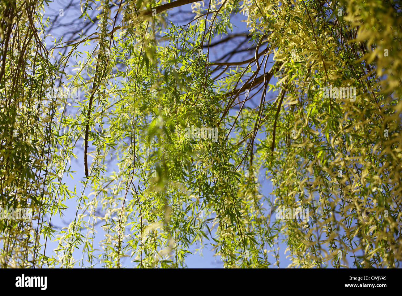 Weeping willow tree and water hi-res stock photography and images - Alamy