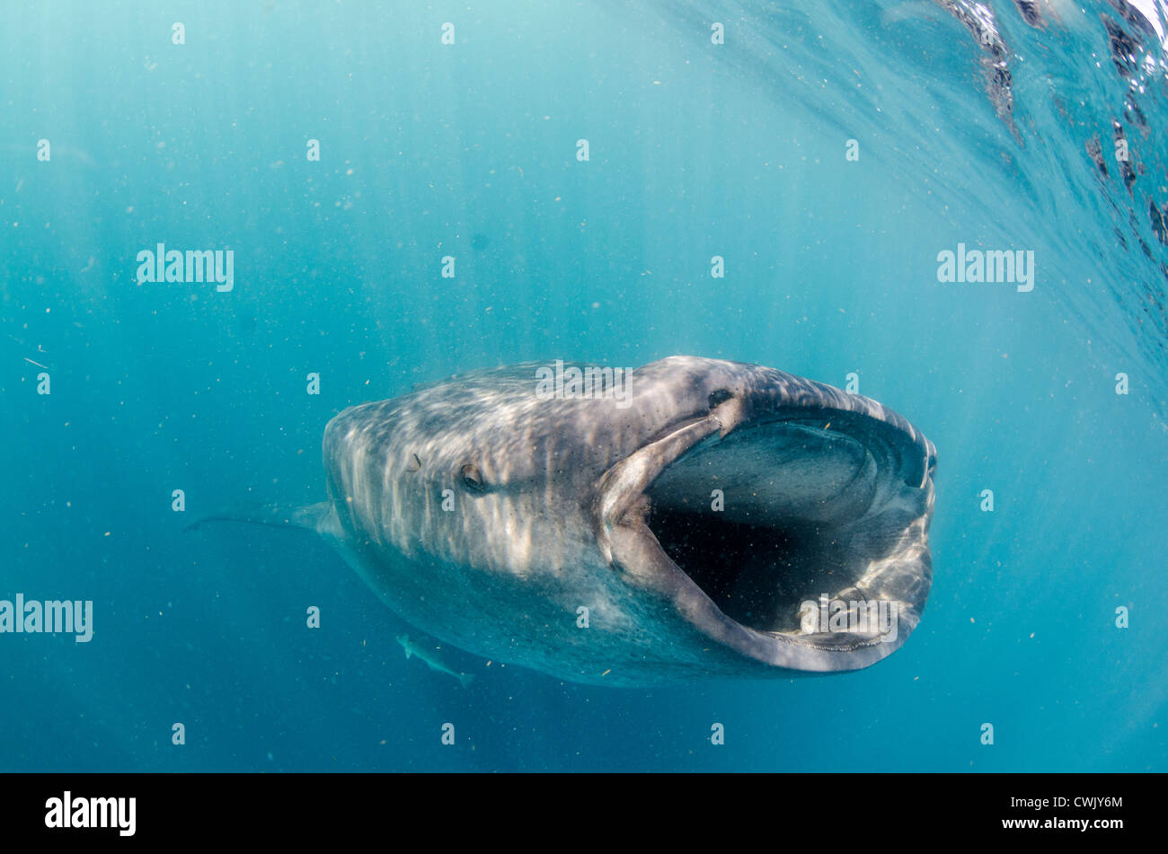 Whale shark feeding on bonito spawning, Isla Mujeres, Cancun, Yucatan ...