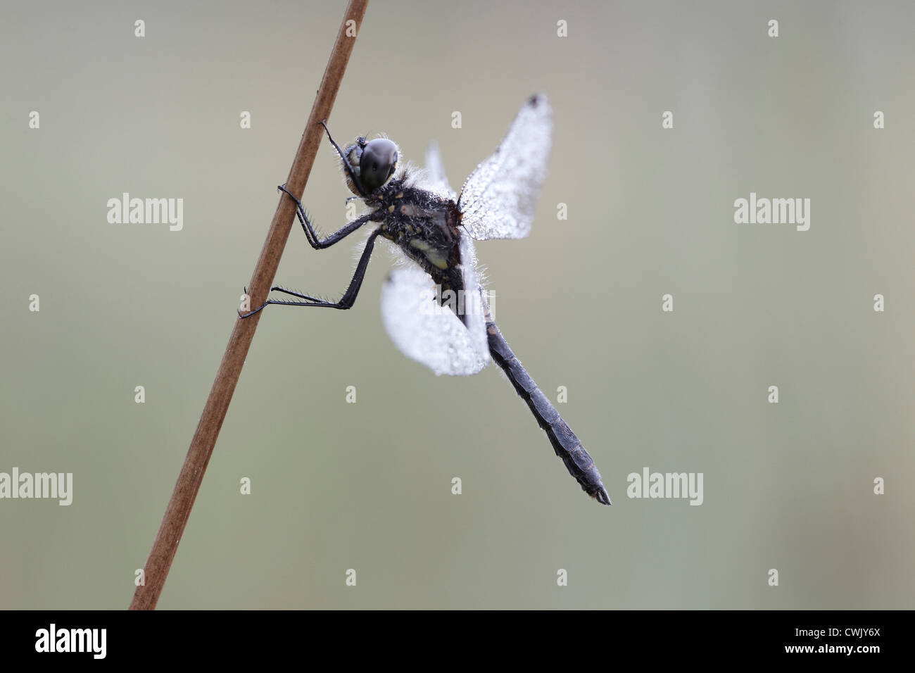 Black Darter, Sympetrum danae dragonfly covered in morning dew, Crowle ...