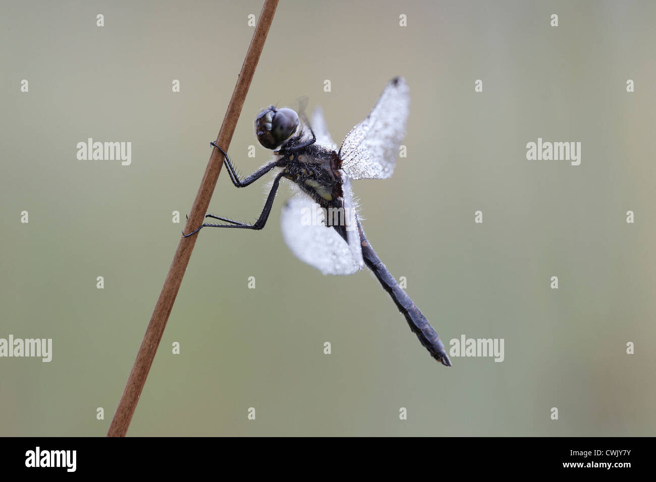 Black Darter, Sympetrum danae dragonfly covered in morning dew, Crowle ...