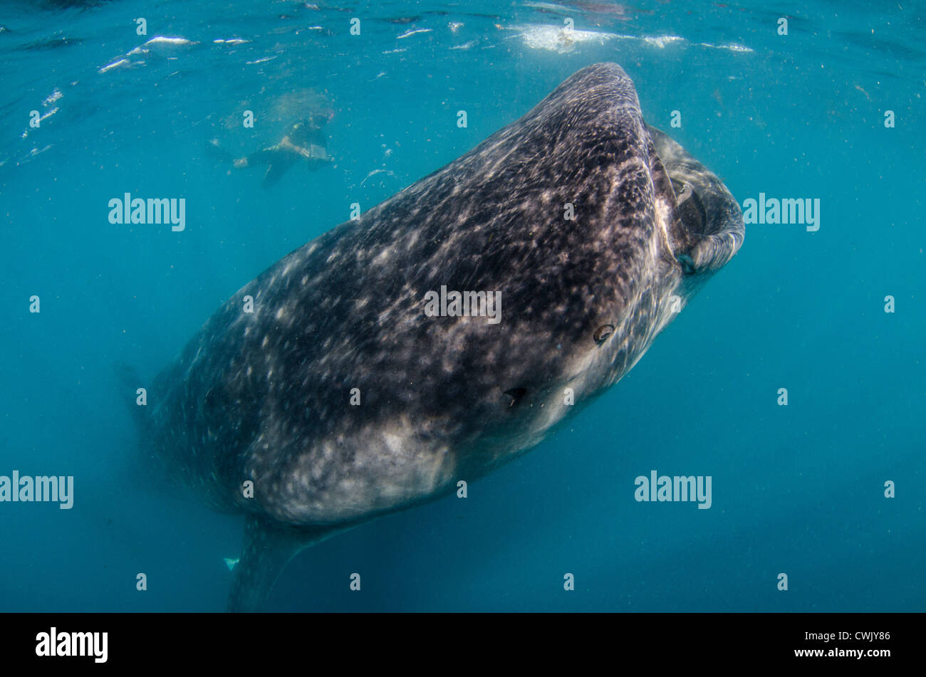 Wildlife in yucatan Cut Out Stock Images & Pictures - Alamy