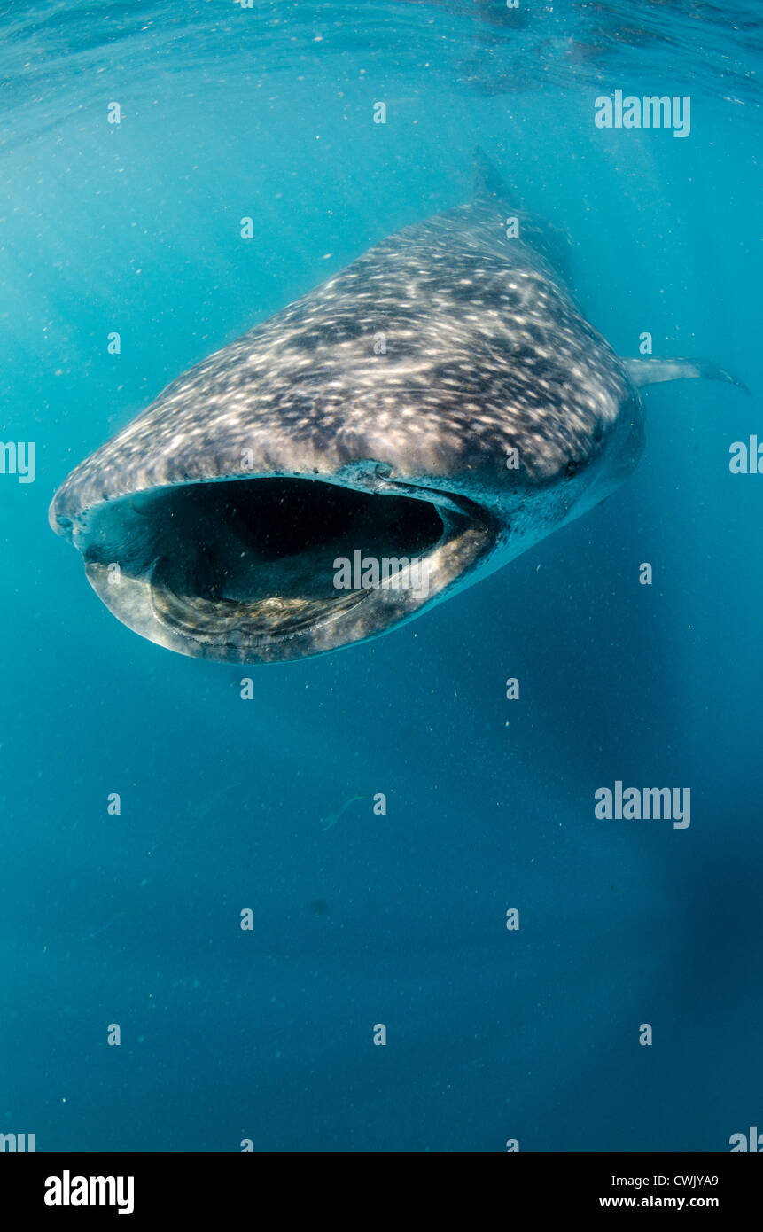 Whale shark feeding on bonito spawning, Isla Mujeres, Cancun, Yucatan ...