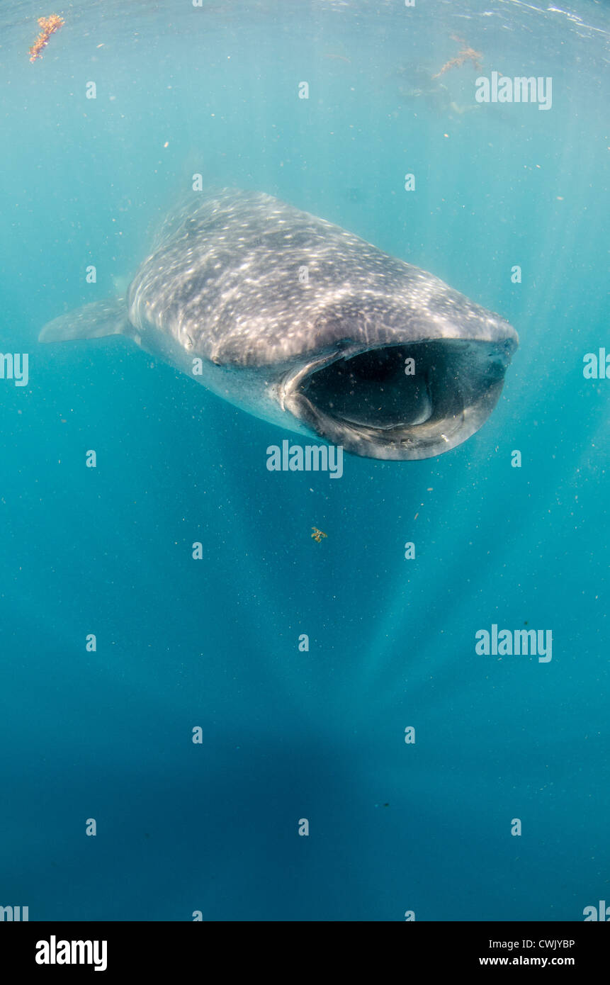 Whale shark feeding on bonito spawning, Isla Mujeres, Cancun, Yucatan ...