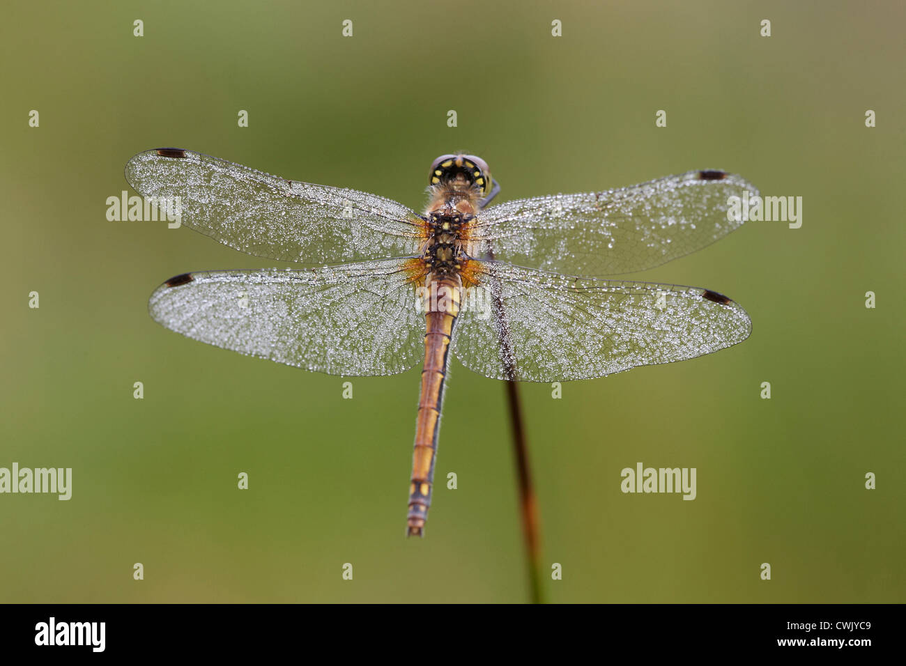Black Darter, Sympetrum danae dragonfly covered in morning dew, Crowle ...