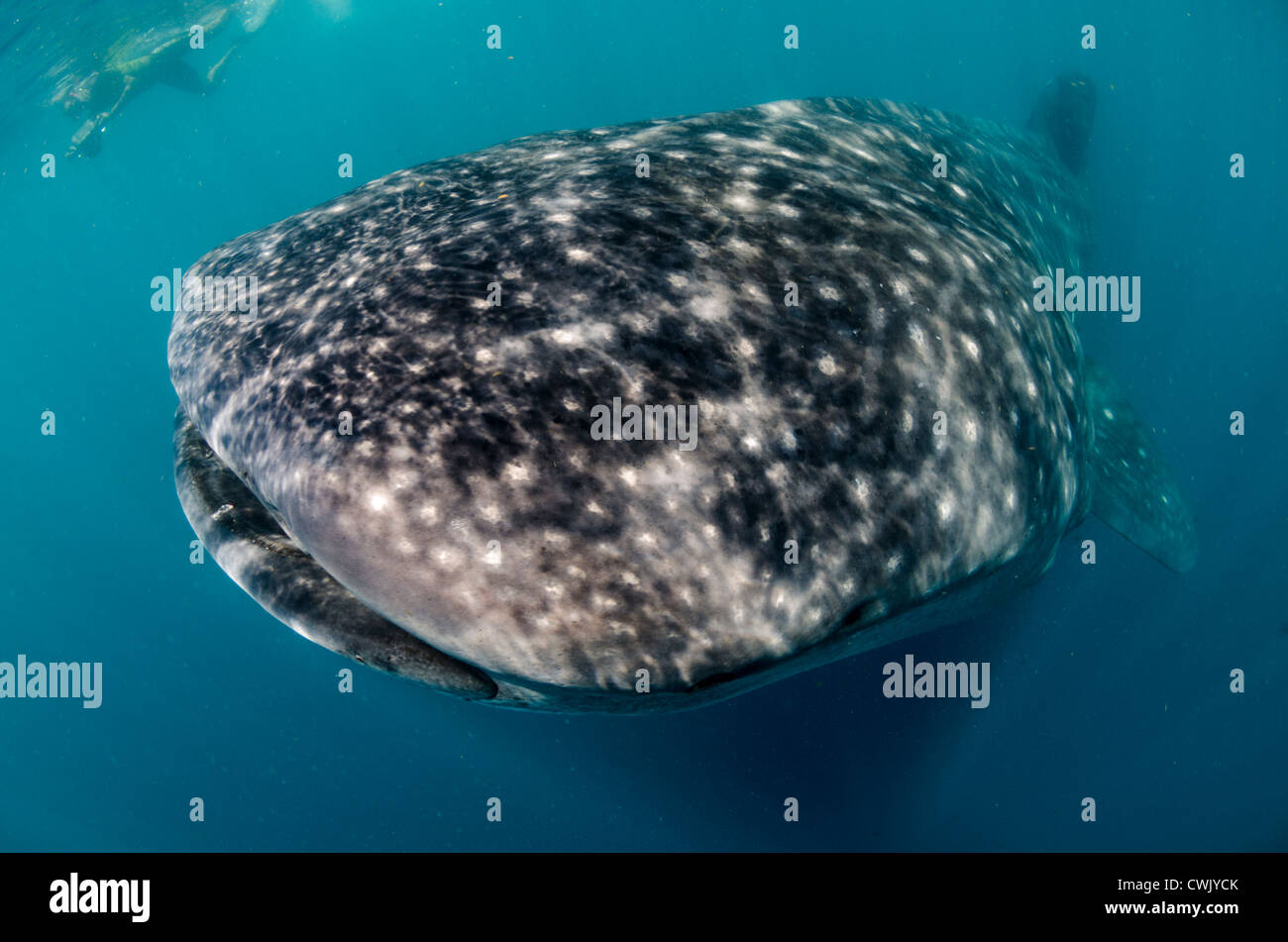 Whale shark feeding on bonito spawning, Isla Mujeres, Cancun, Yucatan ...