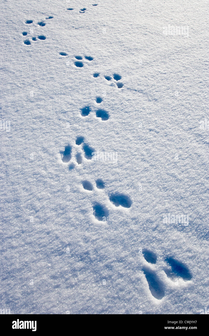 Hare track hi-res stock photography and images - Alamy