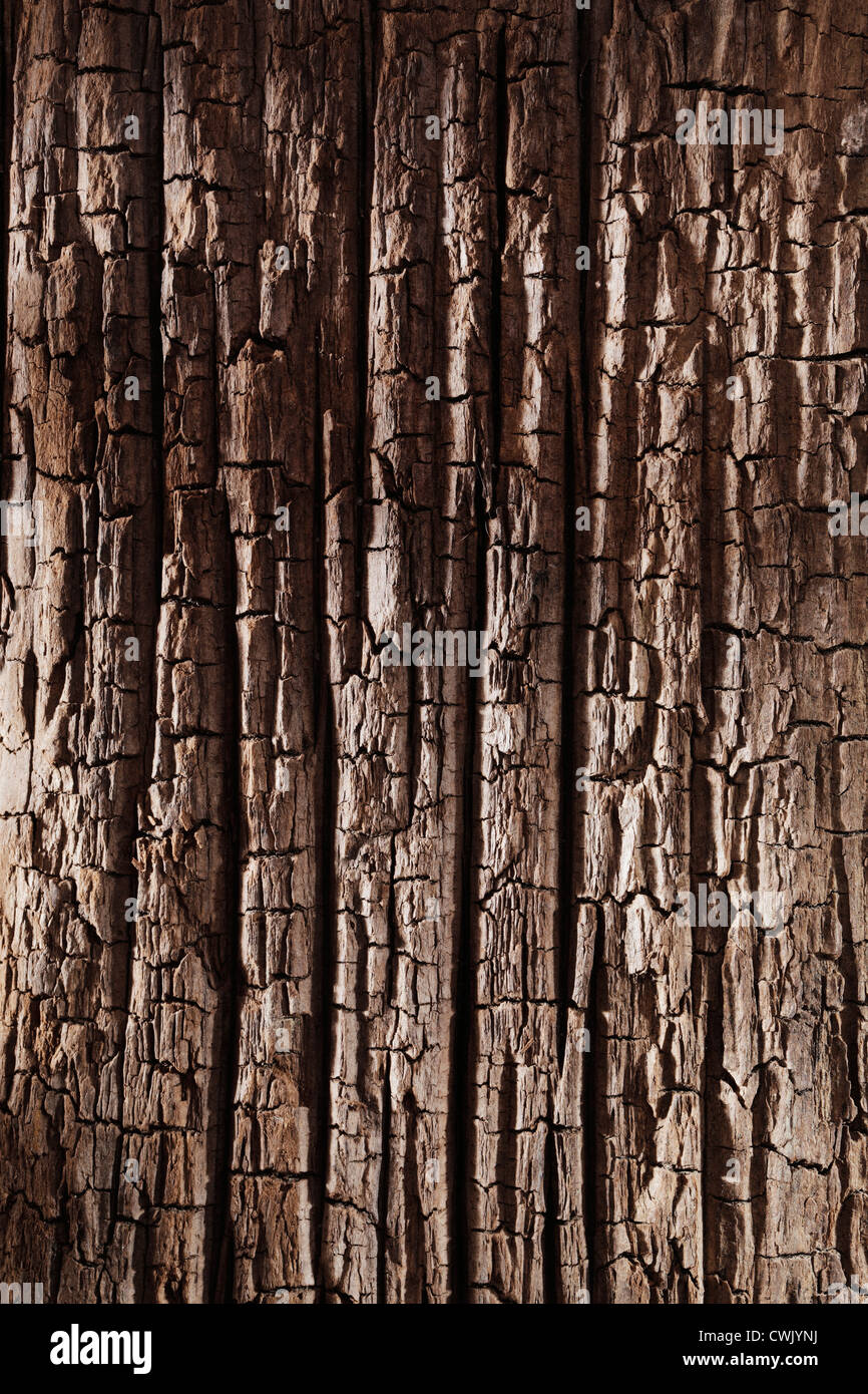 Background texture of old wood from the bottom of the sea Stock Photo ...