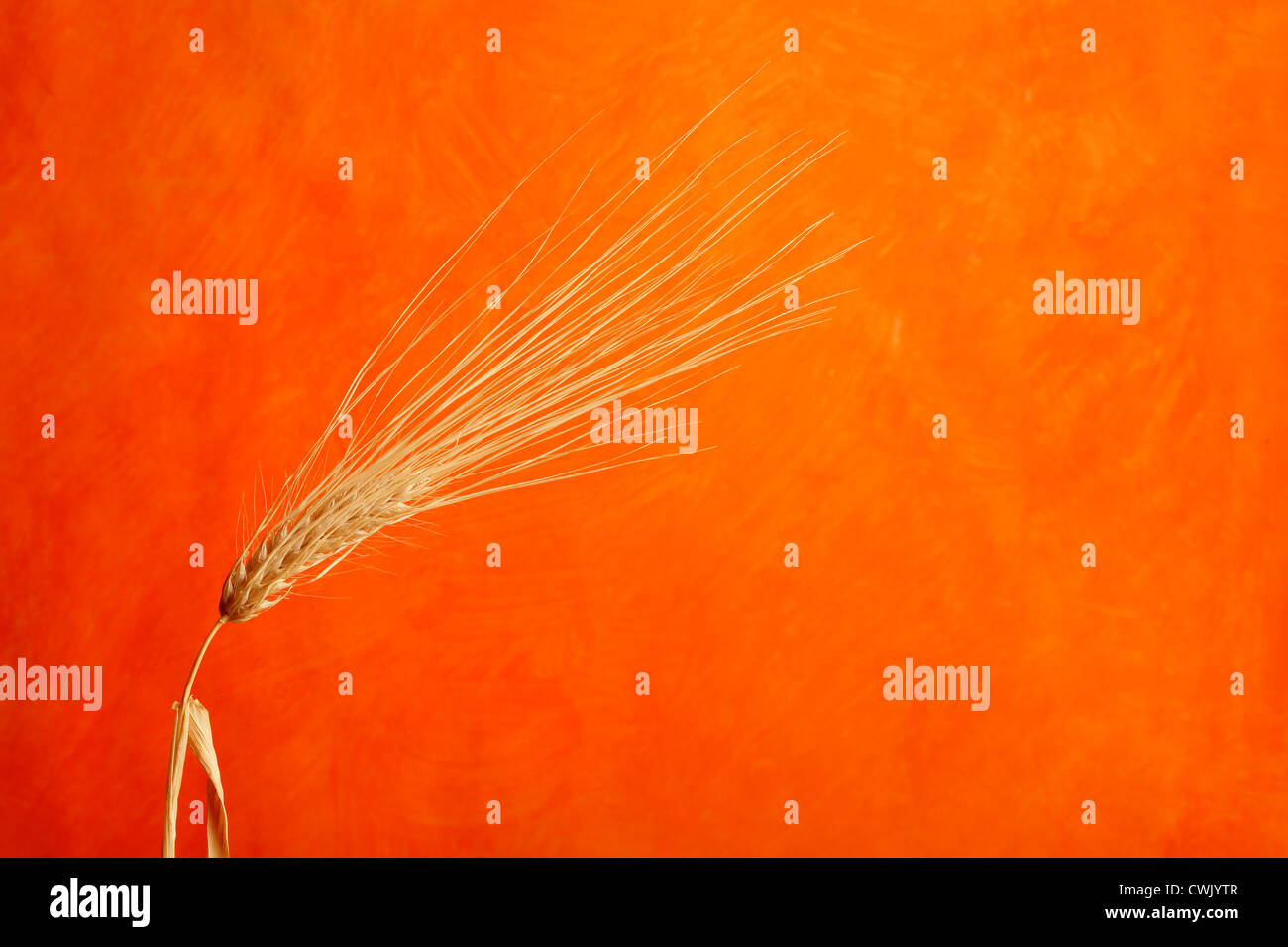 Barley husks hi-res stock photography and images - Alamy