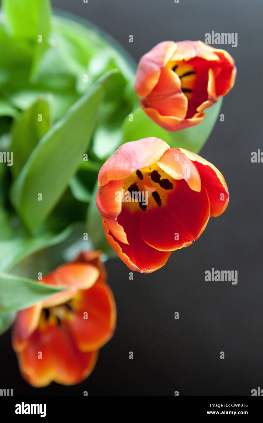 Three simple flower hi-res stock photography and images - Alamy