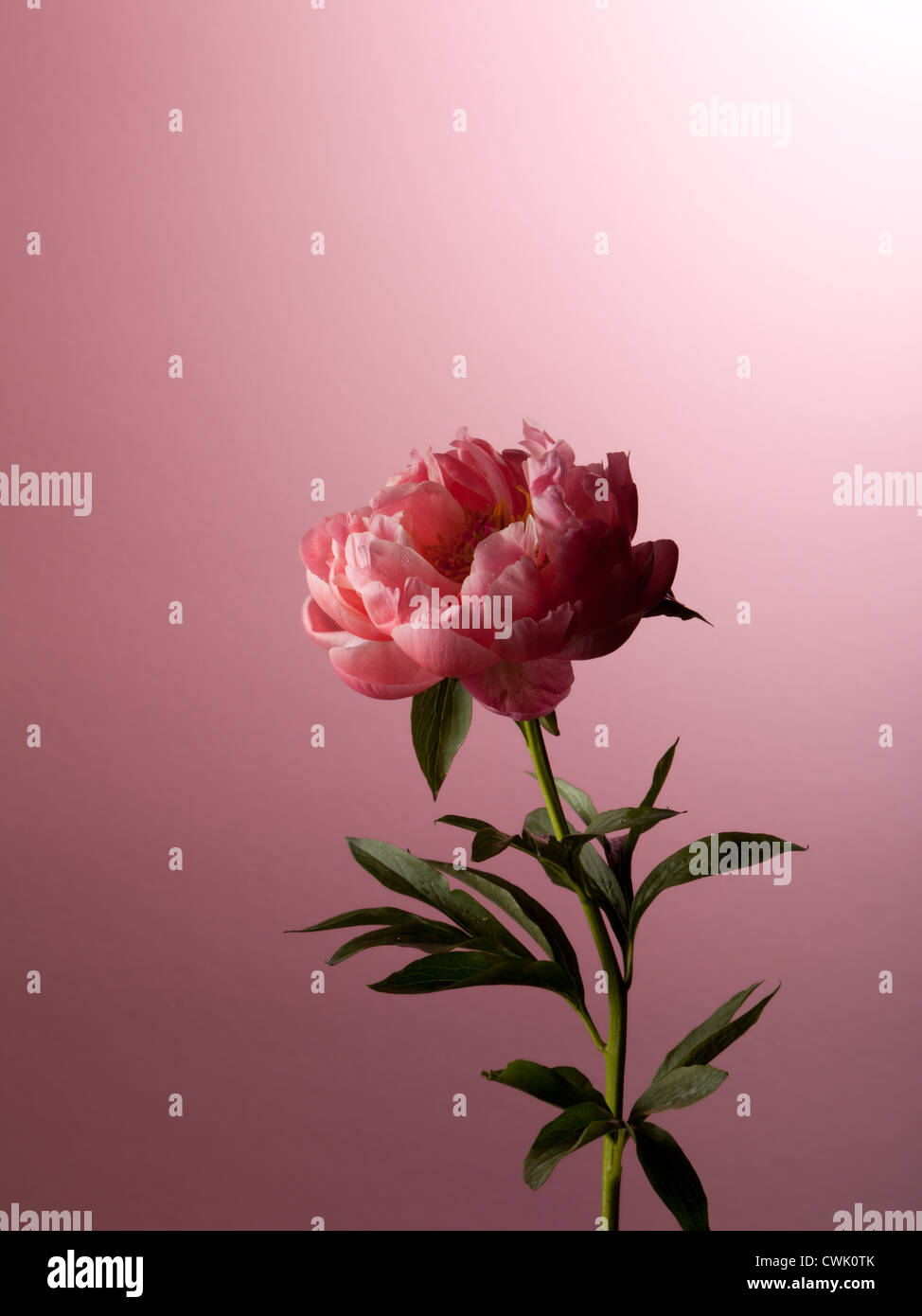 Single peony hi-res stock photography and images - Alamy