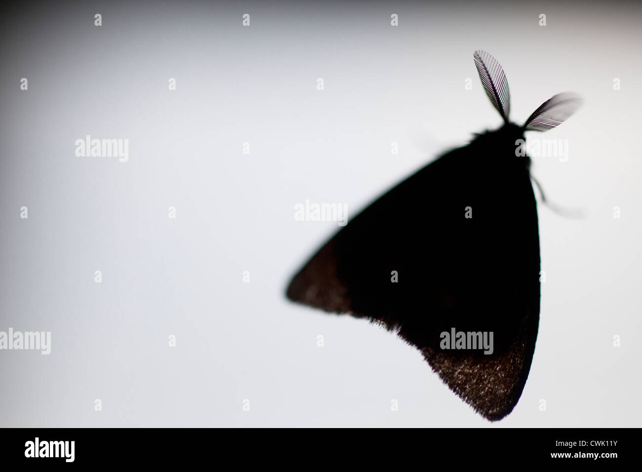 The antennae of a moth Stock Photo - Alamy
