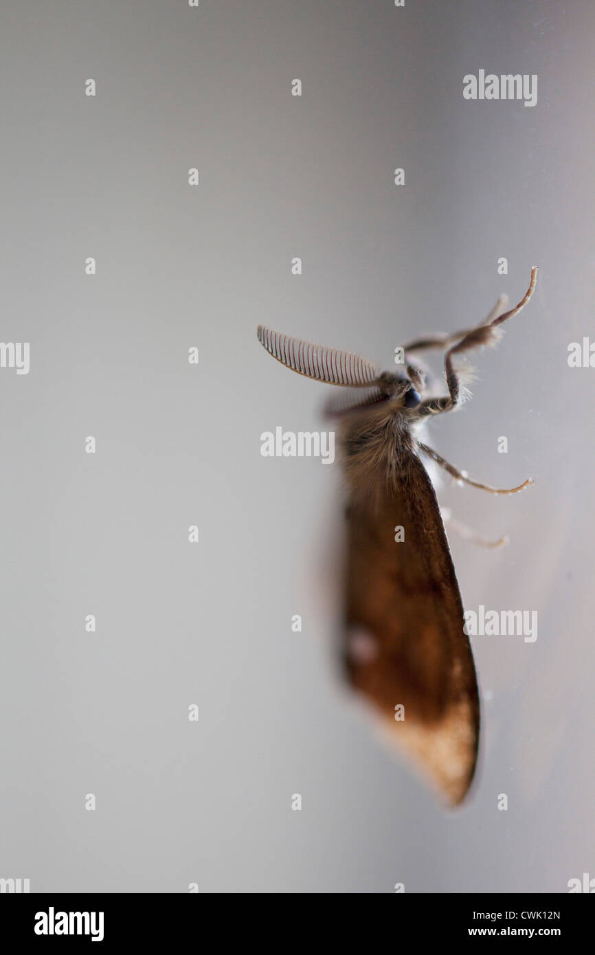 Moths antennae hi-res stock photography and images - Alamy