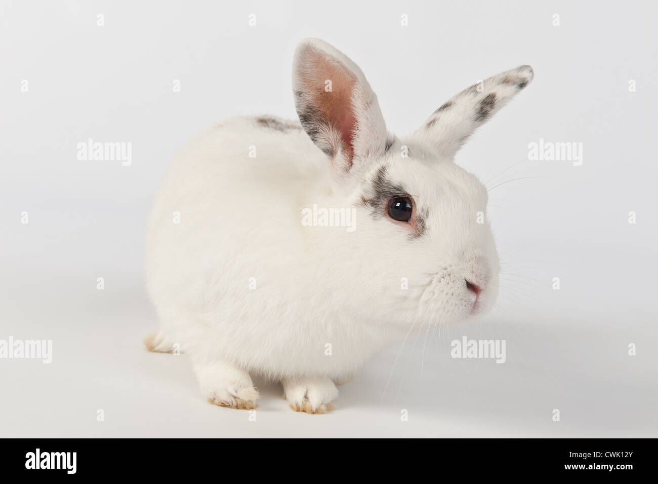 Portrait isolated single domestic rabbit in a studio English butterfly ...