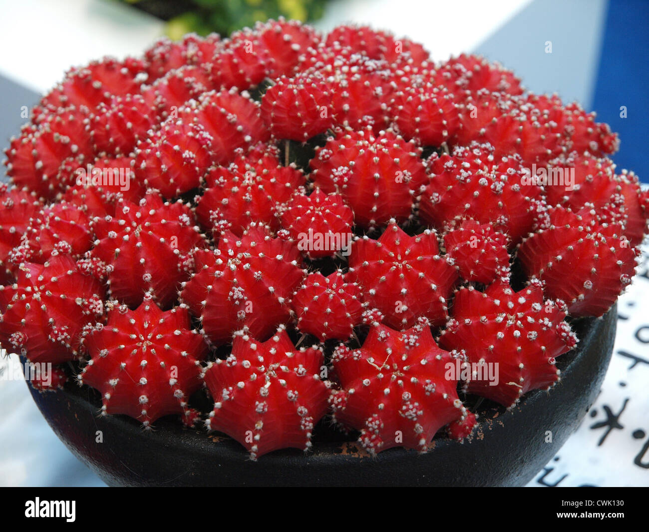 Unusual Cacti Decoration Stock Photo - Alamy