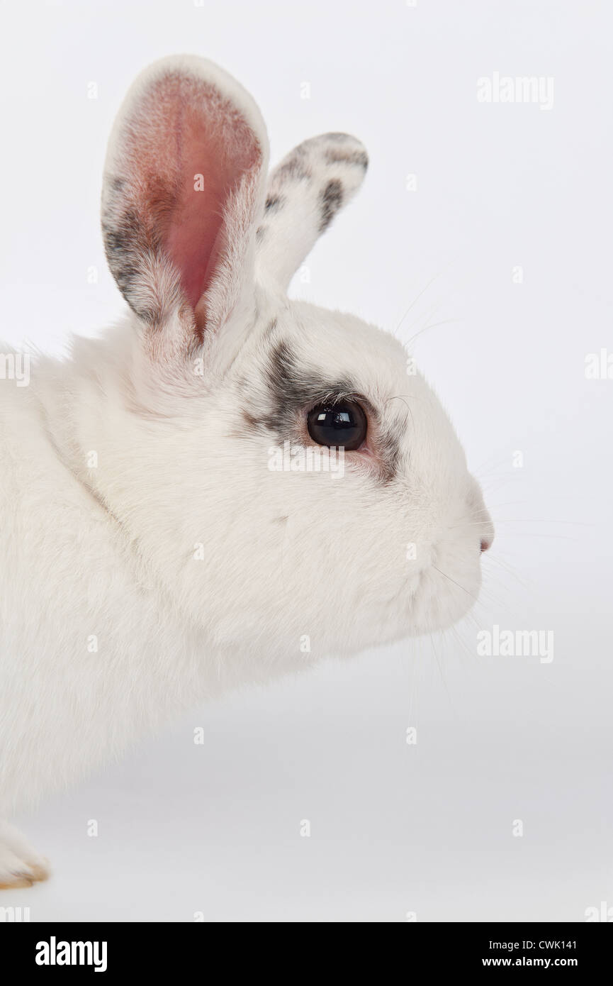English spot rabbit hi-res stock photography and images - Alamy