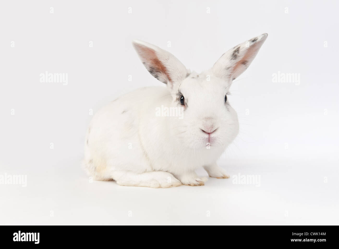 Bugs bunny a wild hare hi-res stock photography and images - Alamy
