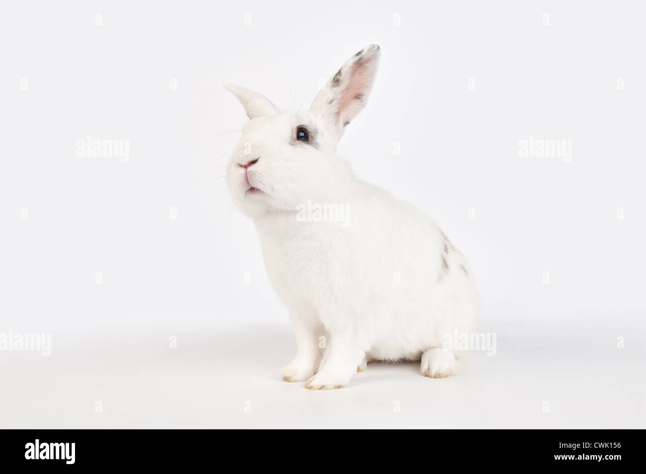 English spot rabbit hi-res stock photography and images - Alamy