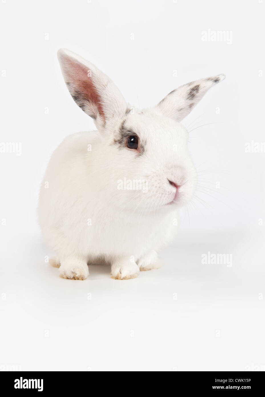 English Spot Rabbit High Resolution Stock Photography and Images - Alamy