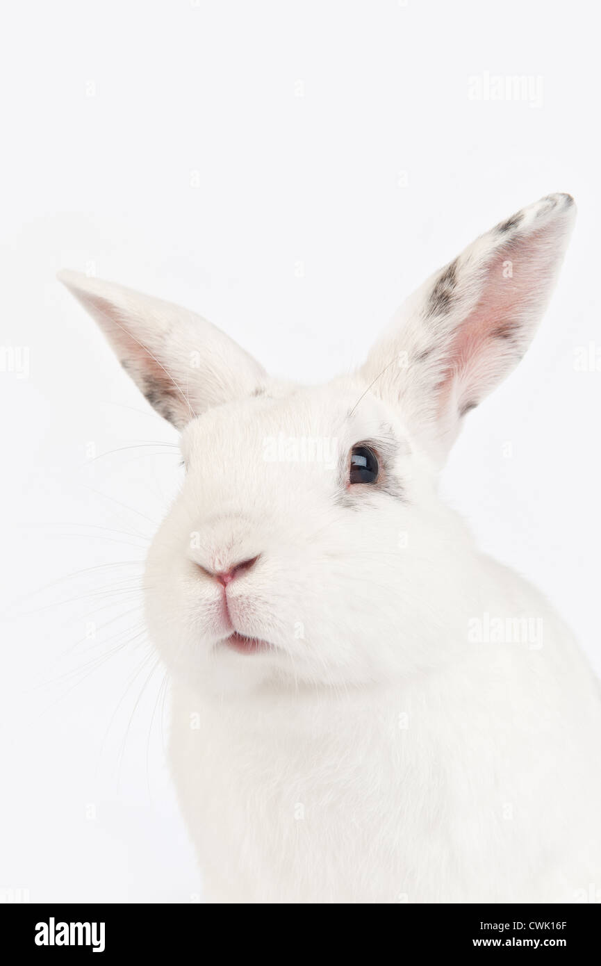 Portrait isolated single domestic rabbit in a studio English butterfly ...