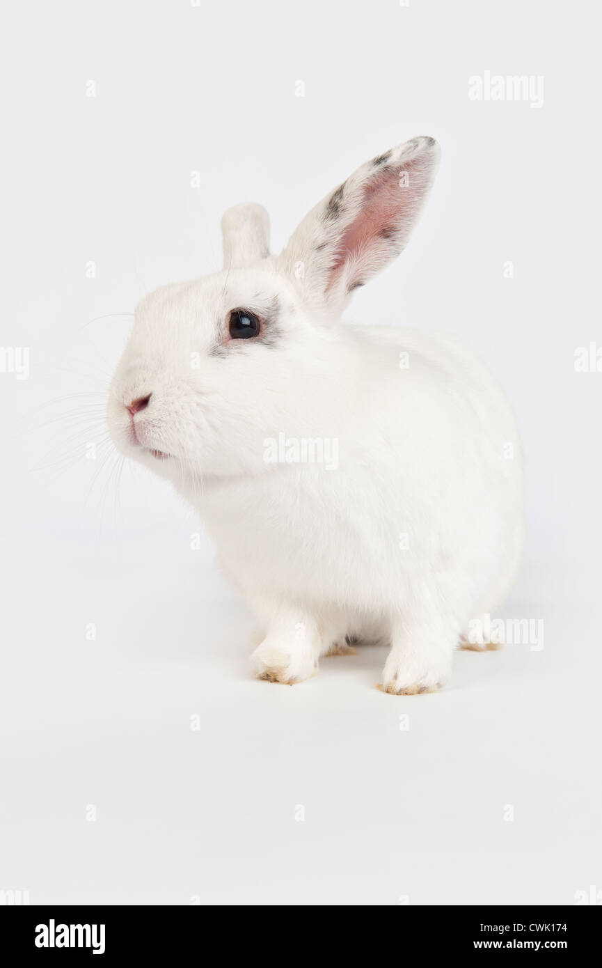 Portrait isolated single domestic rabbit in a studio English butterfly ...