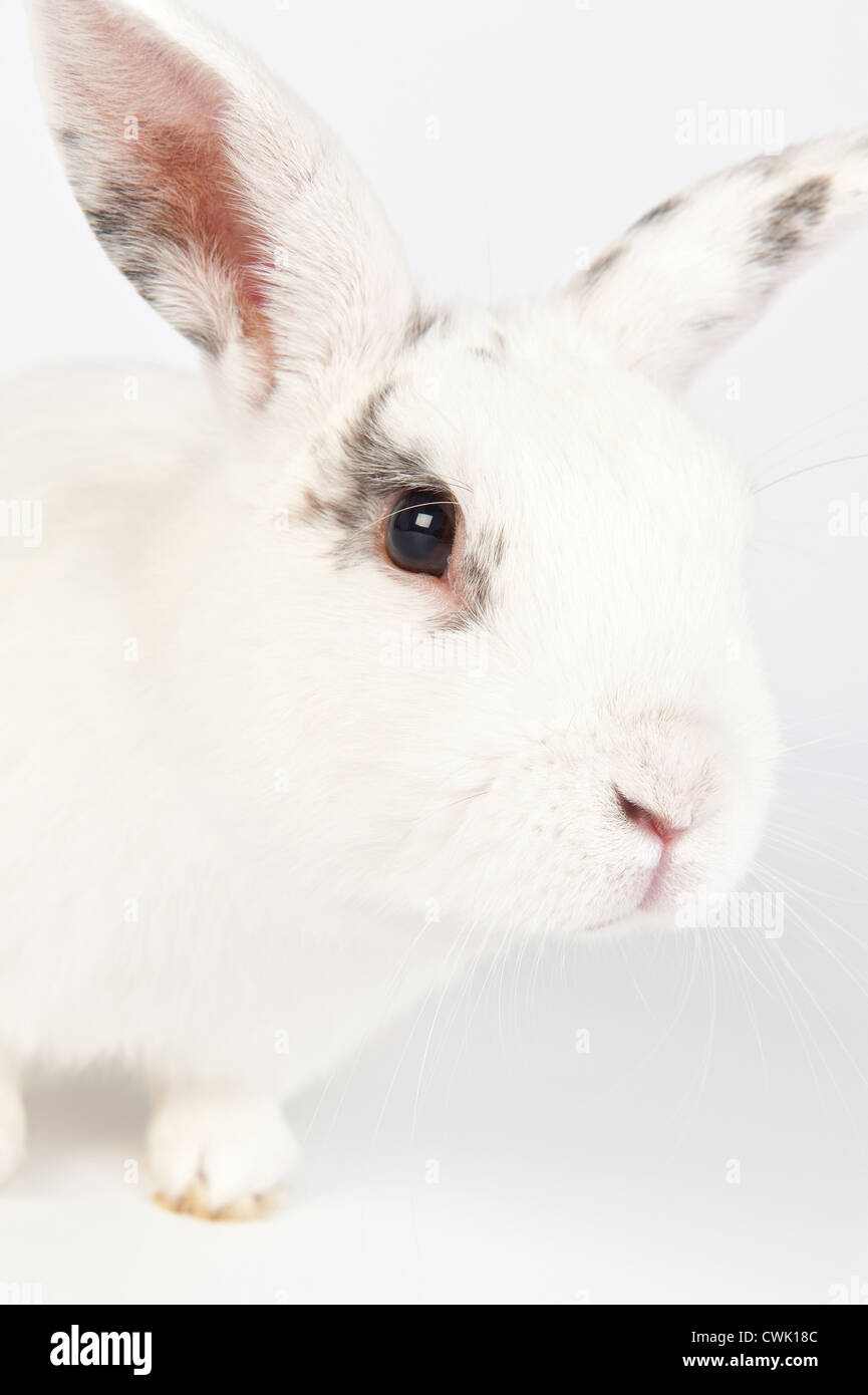Portrait isolated single domestic rabbit in a studio English butterfly ...