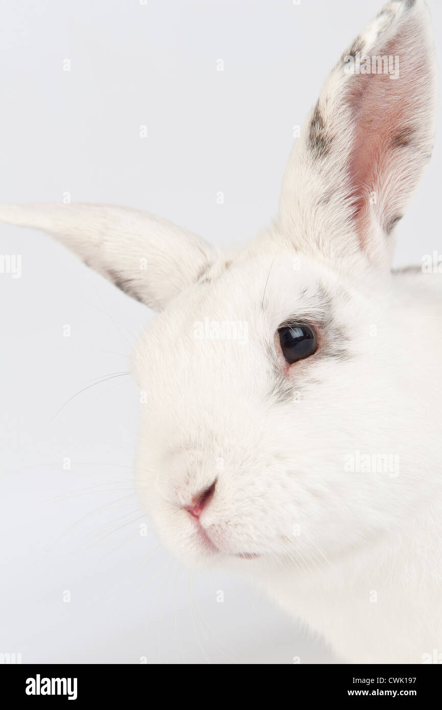 Portrait isolated single domestic rabbit in a studio English butterfly ...