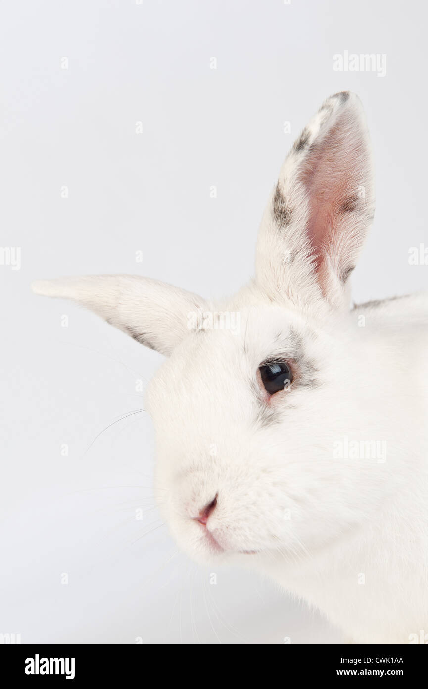 Portrait isolated single domestic rabbit in a studio English butterfly ...