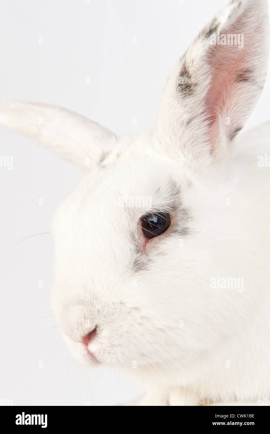 English spot rabbit hi-res stock photography and images - Alamy