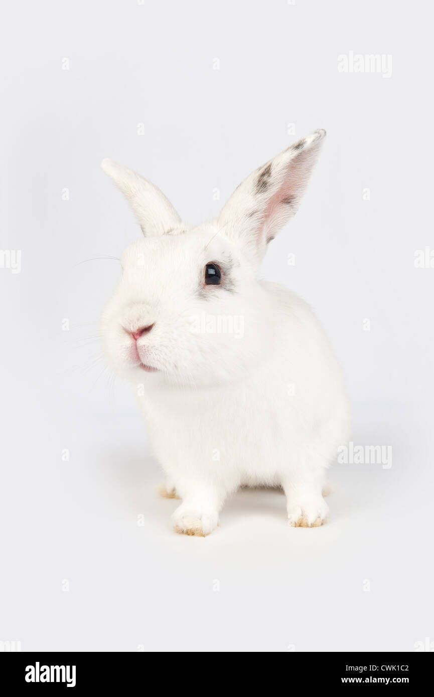 English spot rabbit hi-res stock photography and images - Alamy