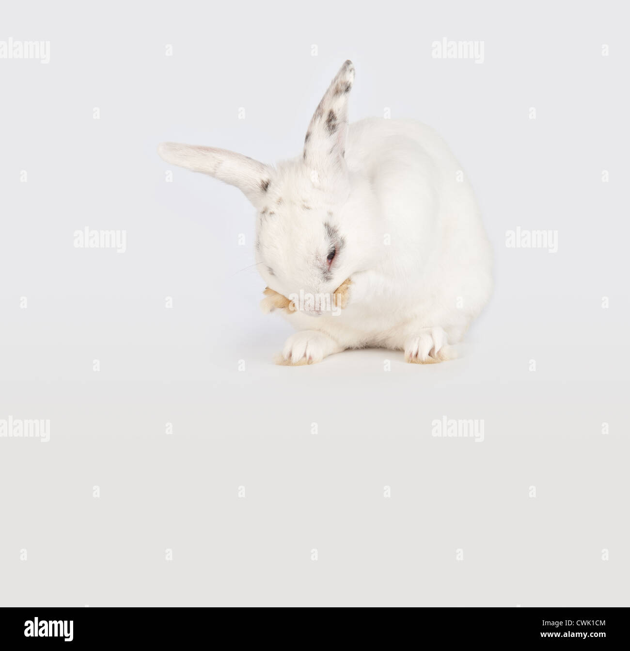 English spot rabbit hi-res stock photography and images - Alamy