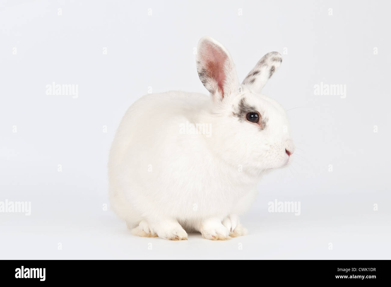 English spot rabbit hi-res stock photography and images - Alamy