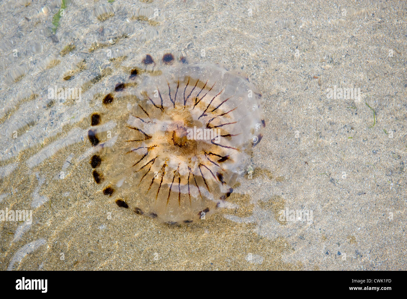 Jelly fish on beach Stock Photo - Alamy