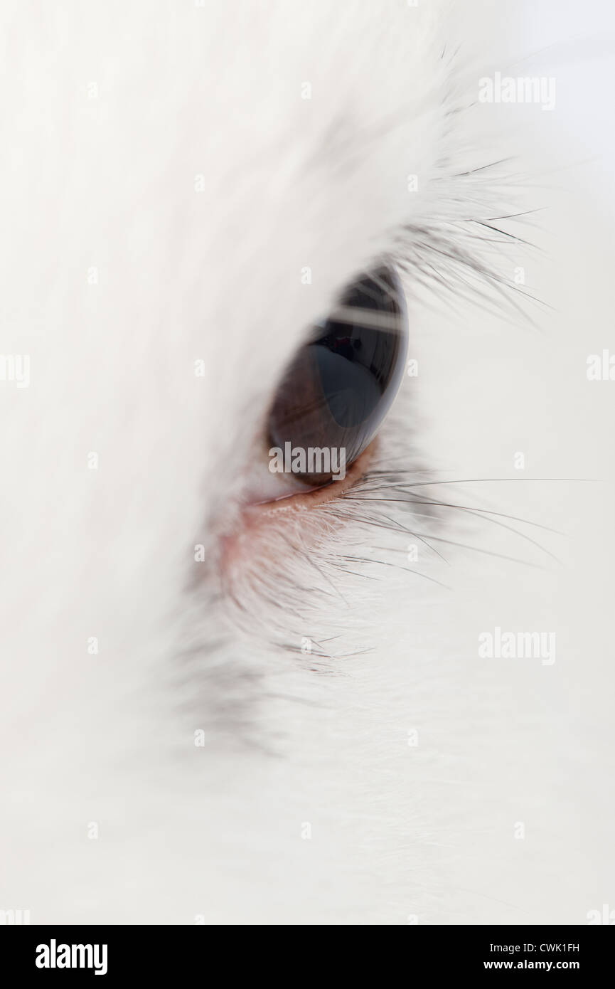 English spot rabbit hi-res stock photography and images - Alamy