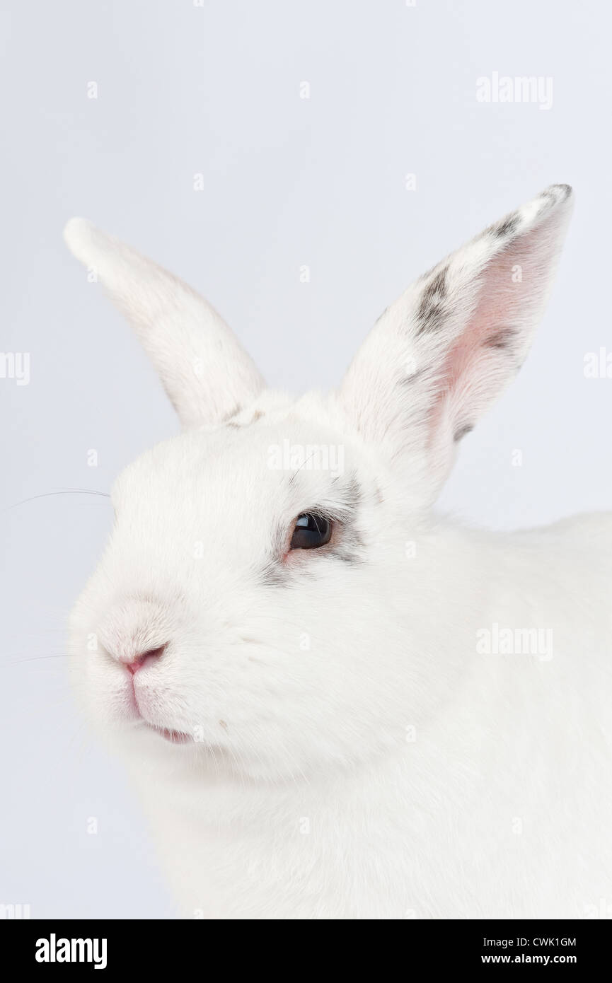 Portrait isolated single domestic rabbit in a studio English butterfly ...