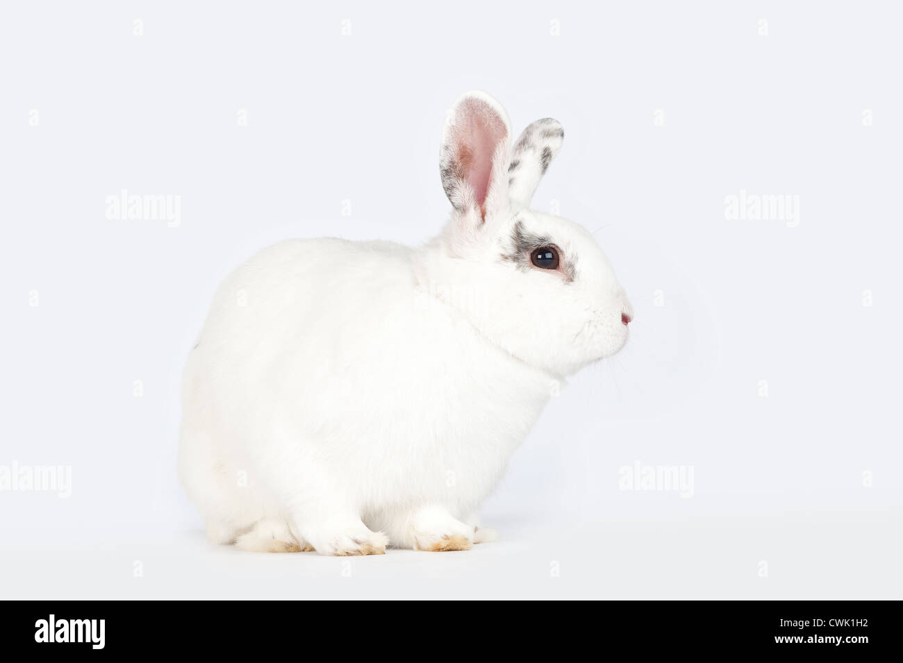 English spot rabbit hi-res stock photography and images - Alamy