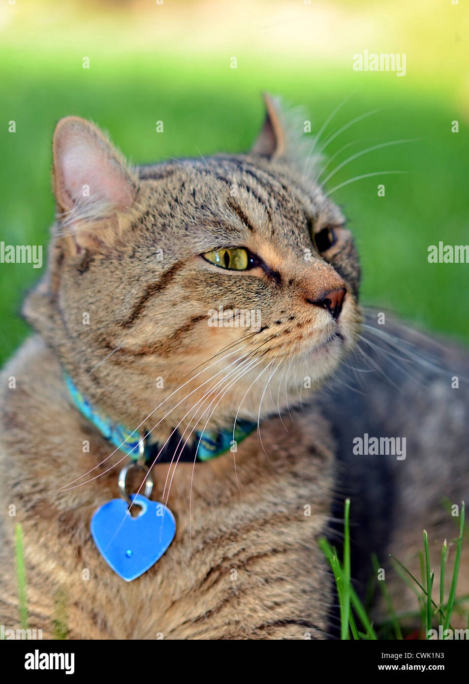 A gray Highlander Lynx cat in the grass sniffing the air for something ...