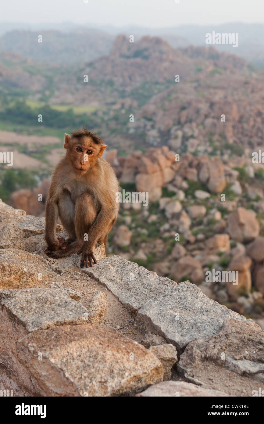 Bonnet macaque monkey watches sunrise over ruins of Hampi in India ...