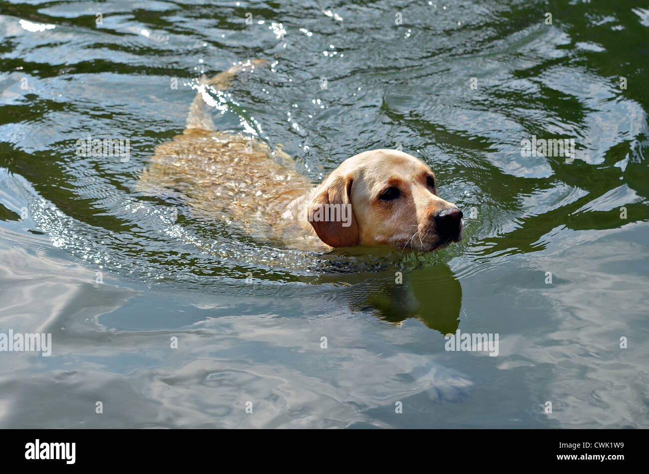 Golden labrador swimming hi-res stock photography and images - Alamy