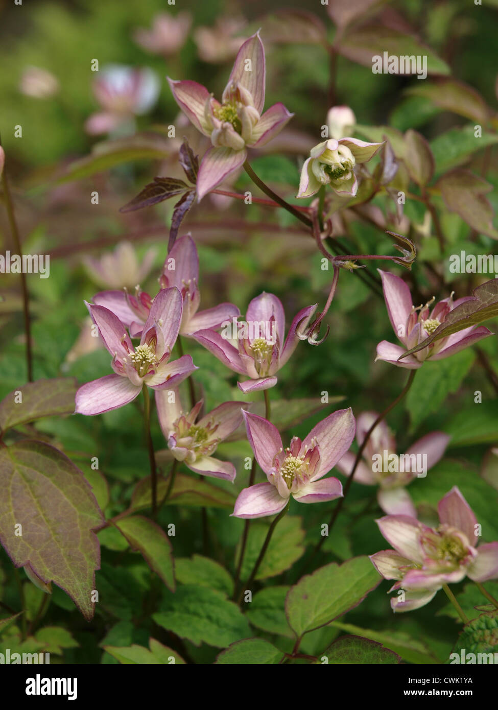 Clematis marjorie hi-res stock photography and images - Alamy