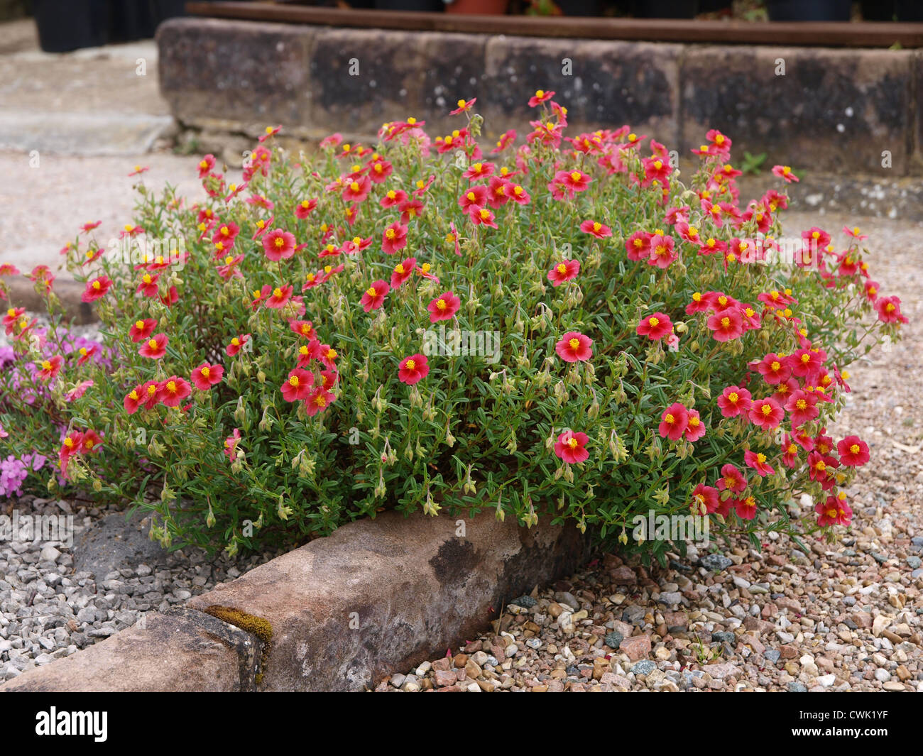 Red helianthemum hi-res stock photography and images - Alamy
