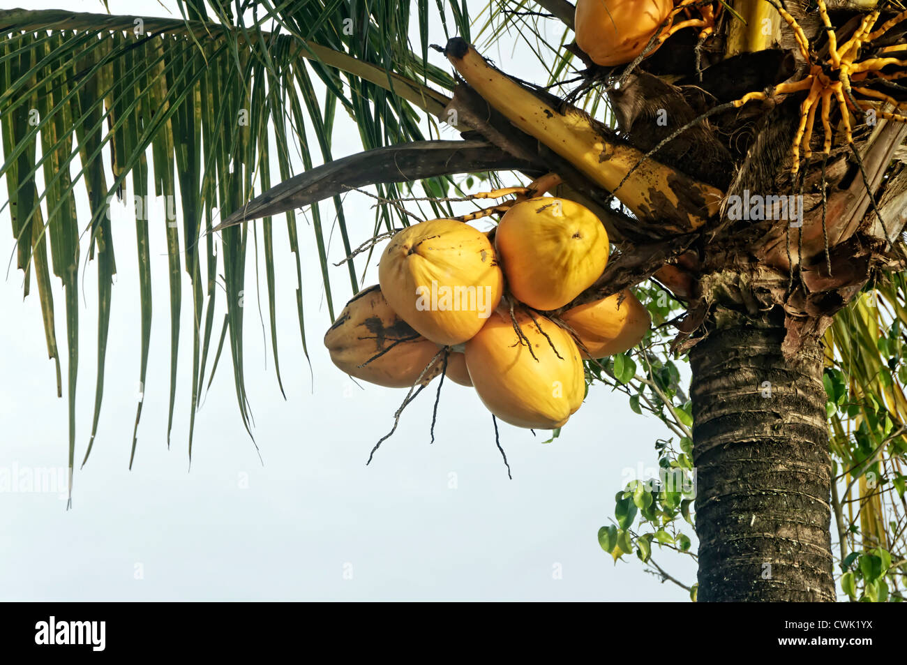 Large coconut tree hi-res stock photography and images - Alamy