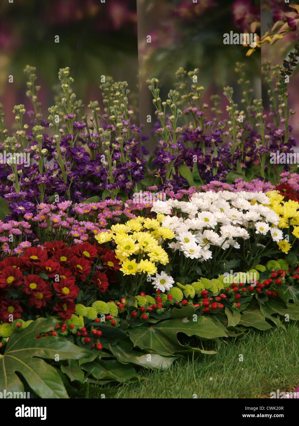 Modern garden plant hi-res stock photography and images - Alamy