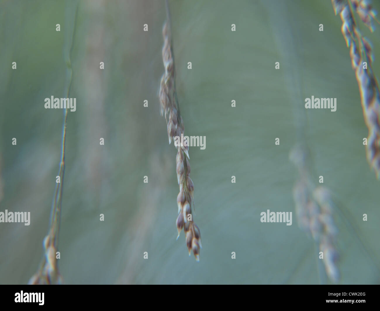 weed pods in the wind Stock Photo - Alamy