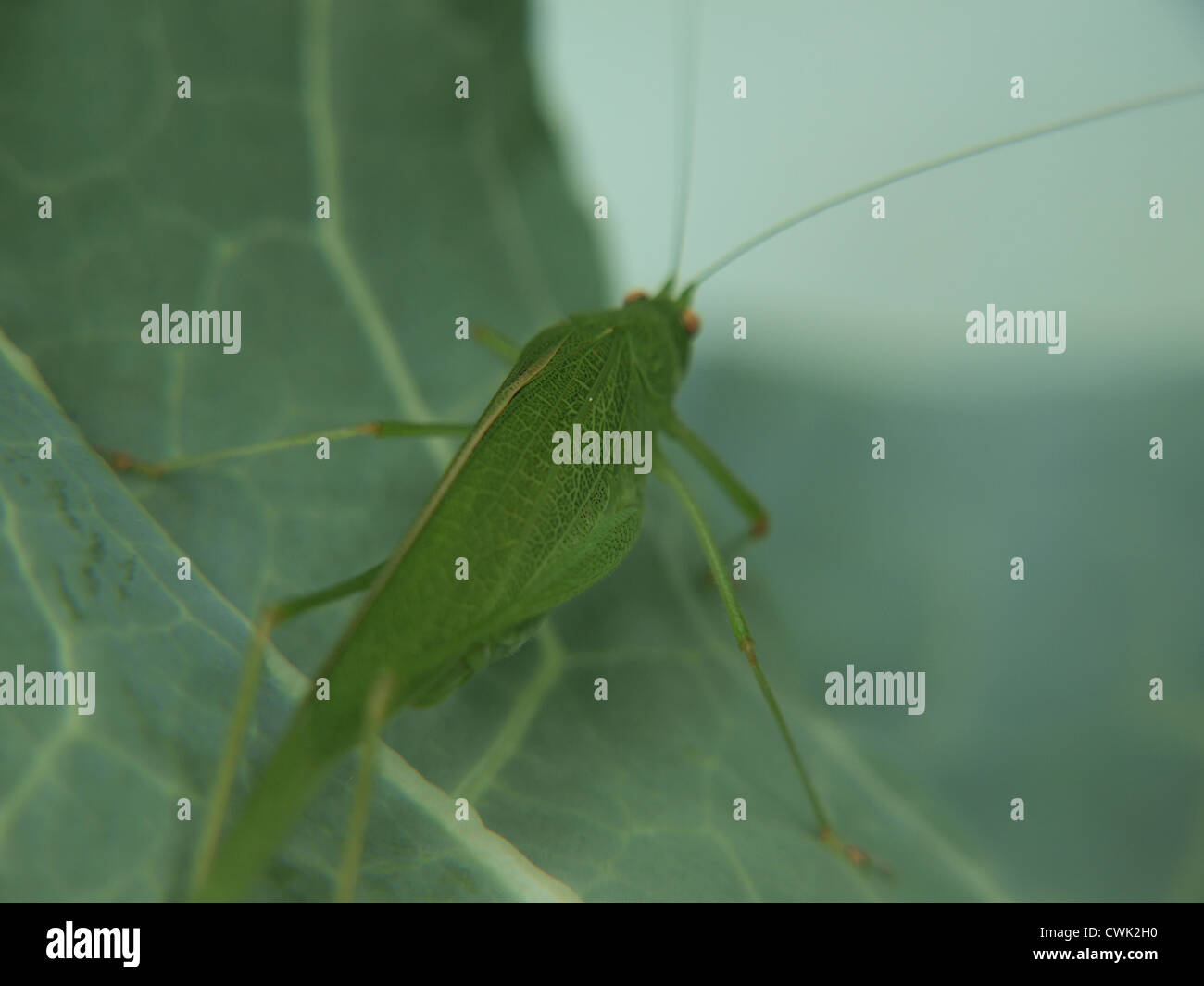 grasshopper waiting for the rain to stop in a cabbage leaf Stock Photo ...