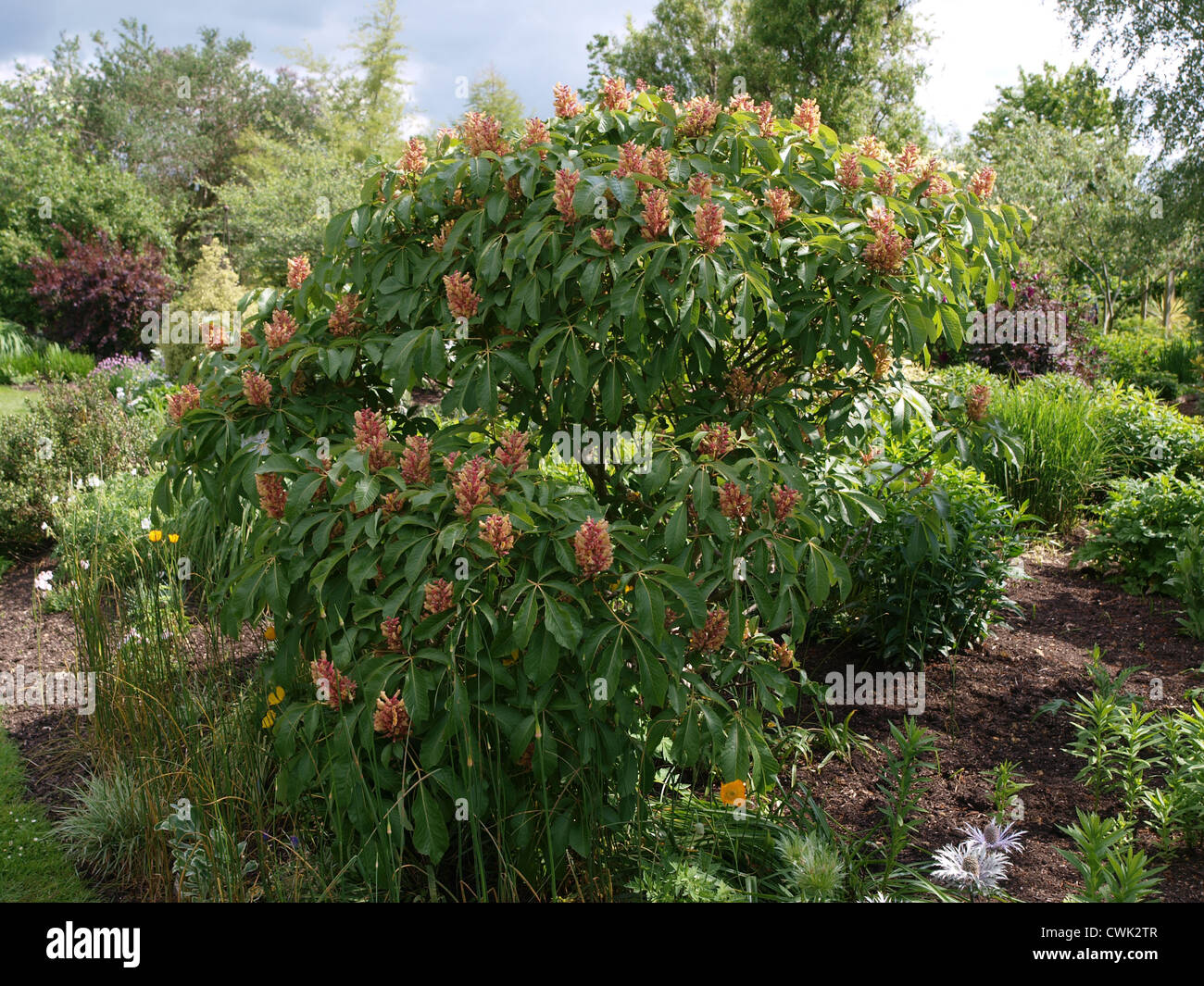 Aesculus pavia hi-res stock photography and images - Alamy