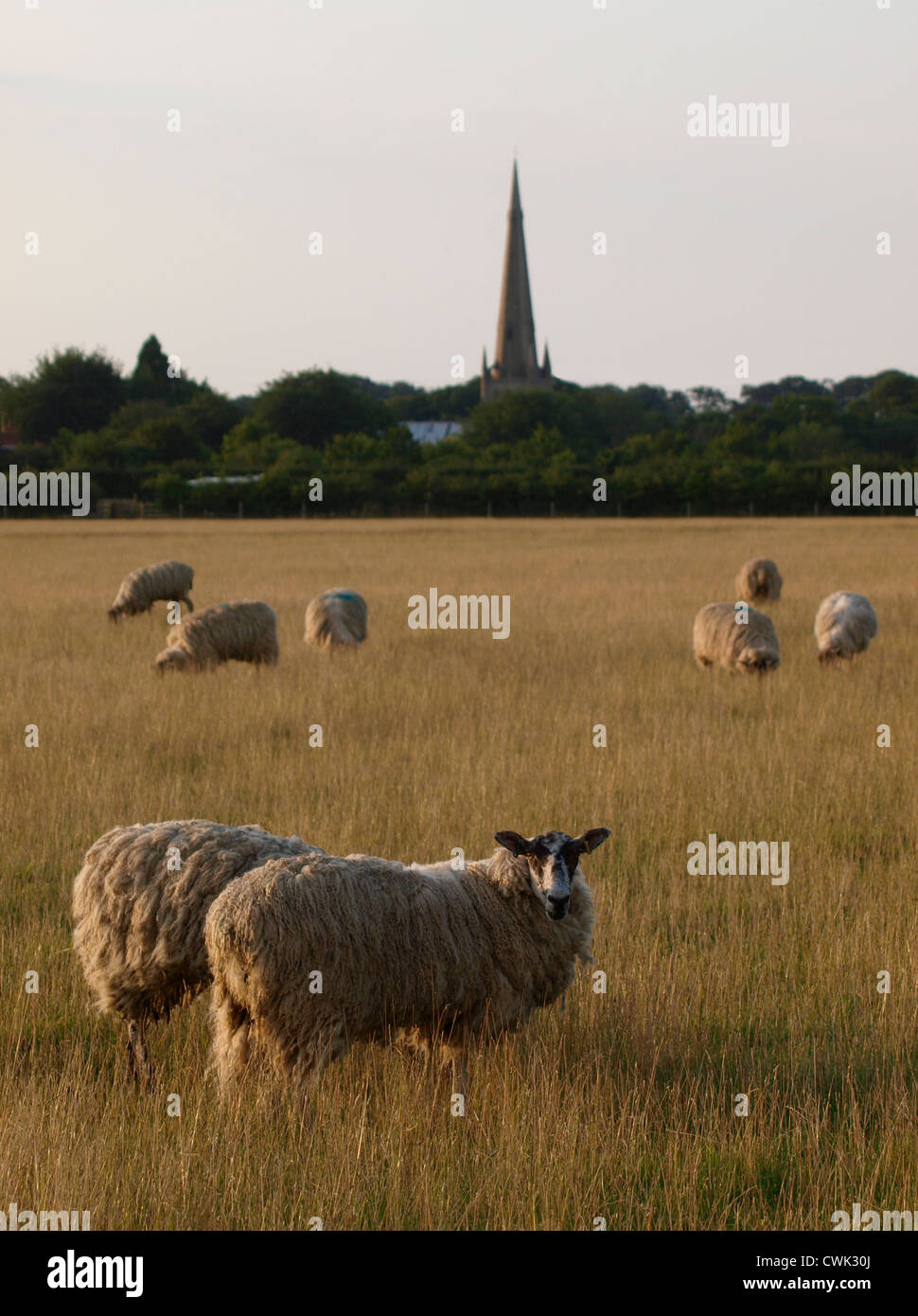 English village field sheep hi-res stock photography and images - Alamy