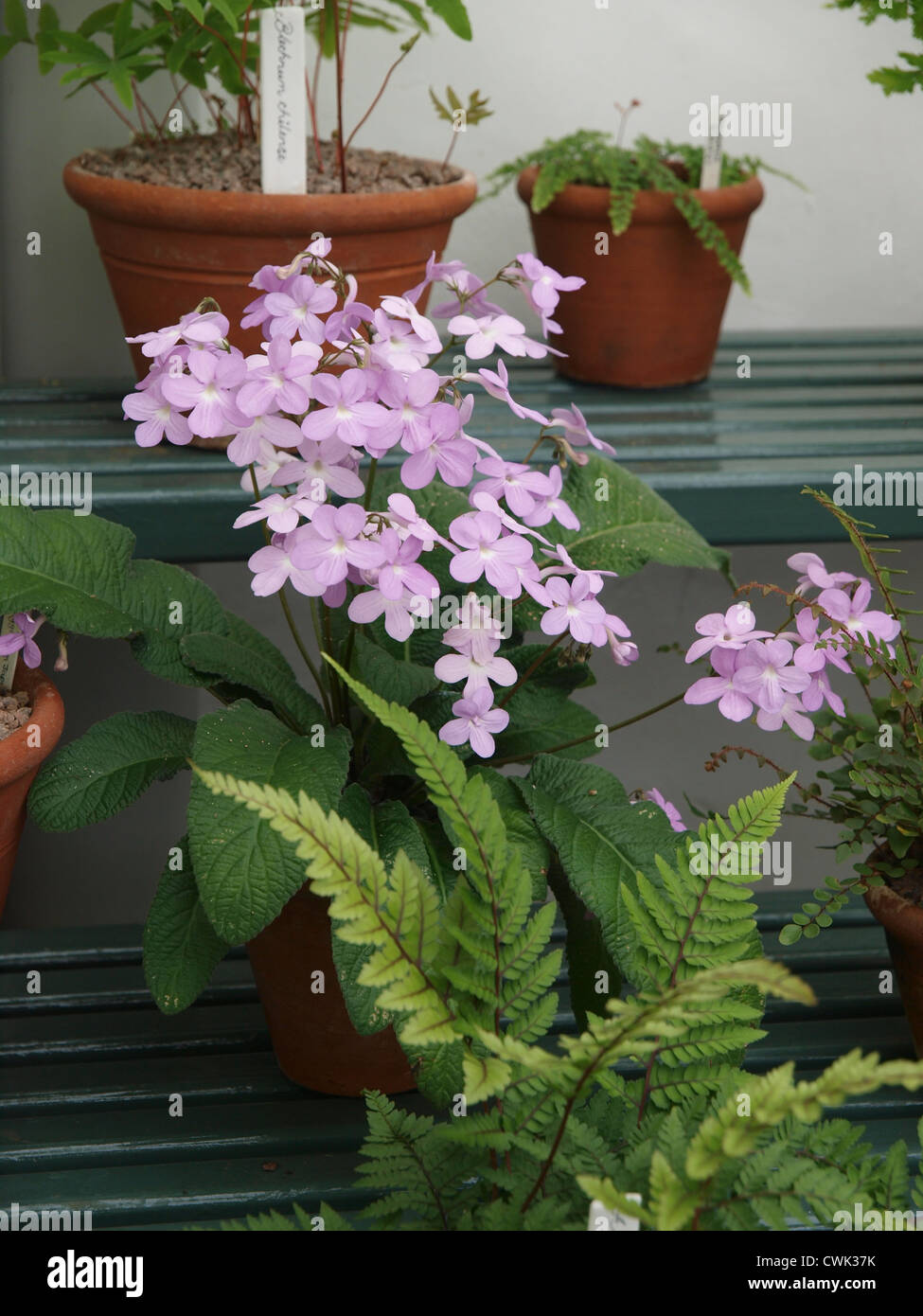 Streptocarpus leaves hi-res stock photography and images - Alamy