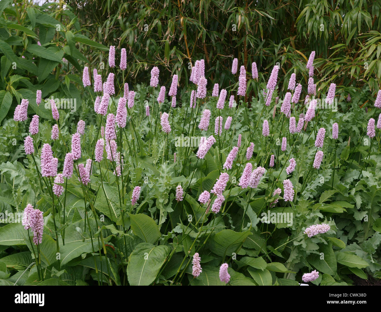 Persicaria Bistorta Superba High Resolution Stock Photography and ...