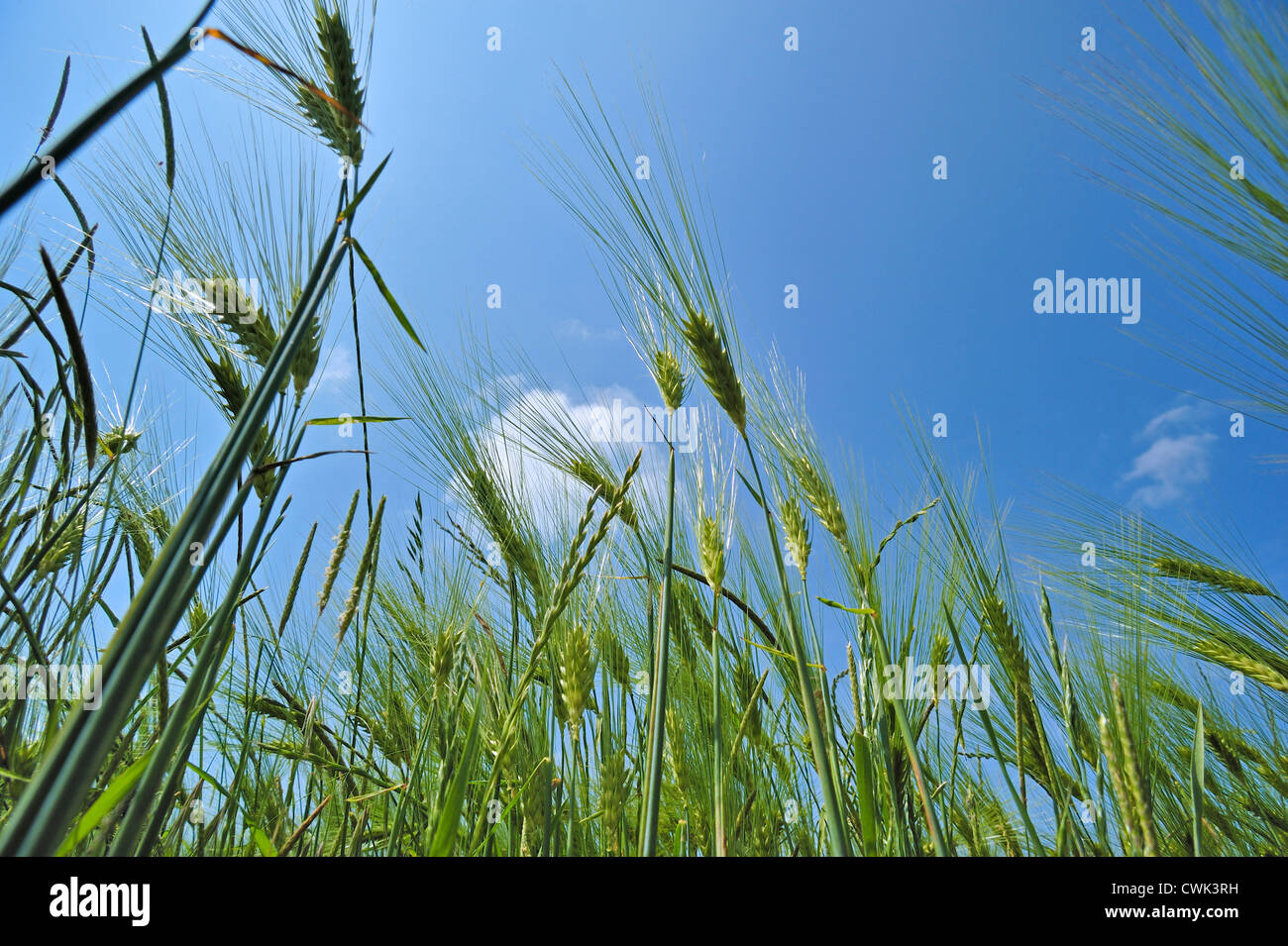 Worm's-eye view on barley ears (Hordeum vulgare) in field in spring ...